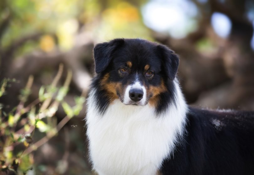 Australian Shepherd: CH IN Hillbillys Paint It Black DNA-VP (Jagger CHR ...
