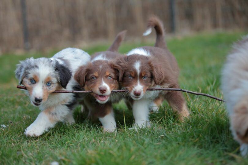 Australian Shepherd: Welpen