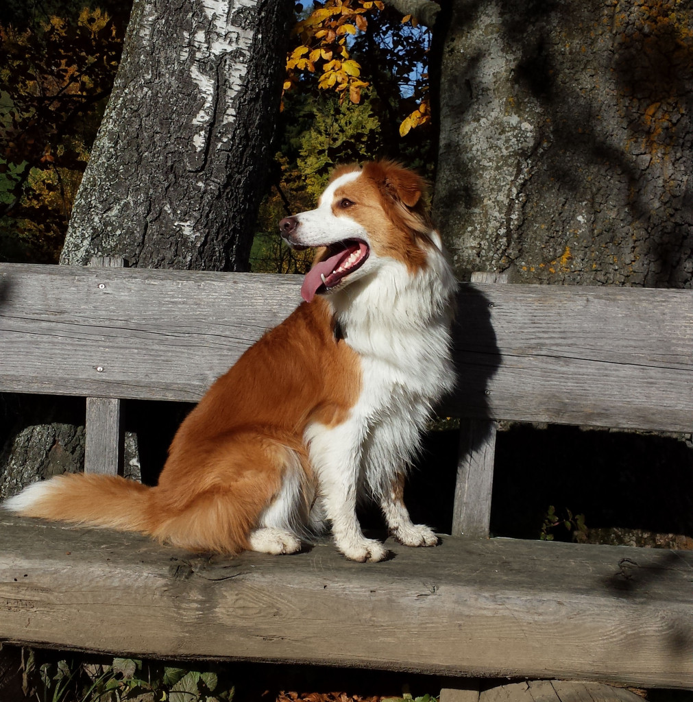 Australian Shepherd: Yellow (Gelb)