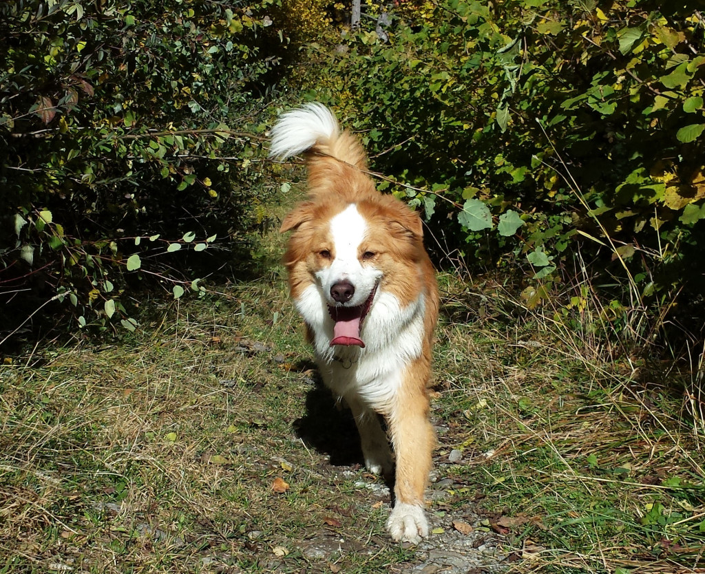 Yellow (Gelb) Australian Shepherd: Infos zur seltenen Fehlfarbe