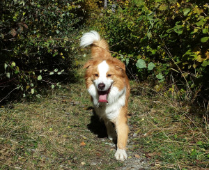 Australian Shepherd: Yellow (Gelb)