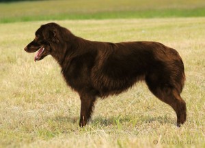 Farben | Australian Shepherd | Aussie.de